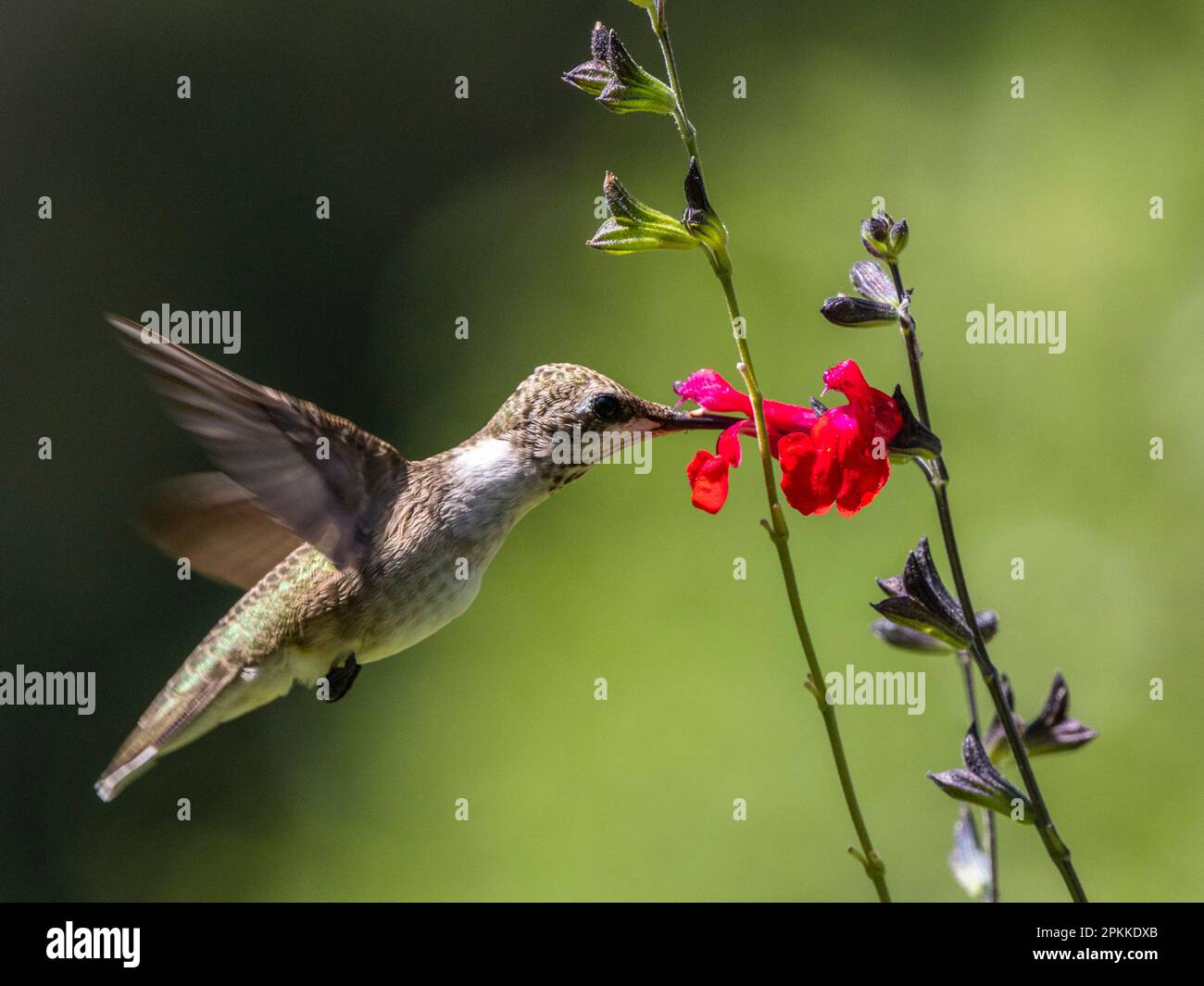 An adult female black-chinned hummingbird (Arcgilochus alexandri ...