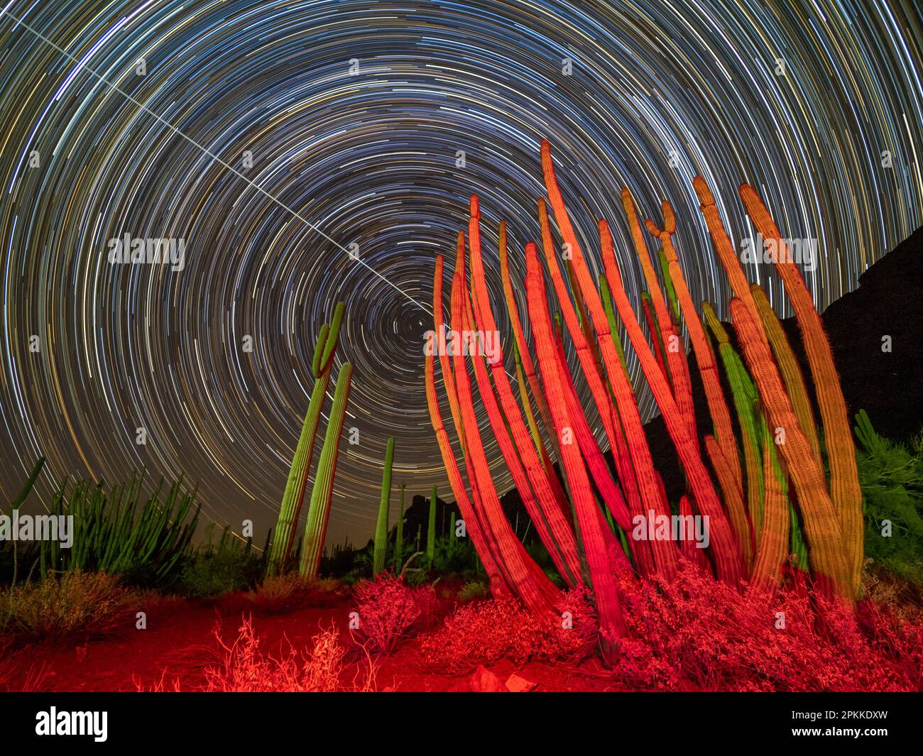 Organ pipe cactus (Stenocereus thurberi) at night in Organ Pipe Cactus ...