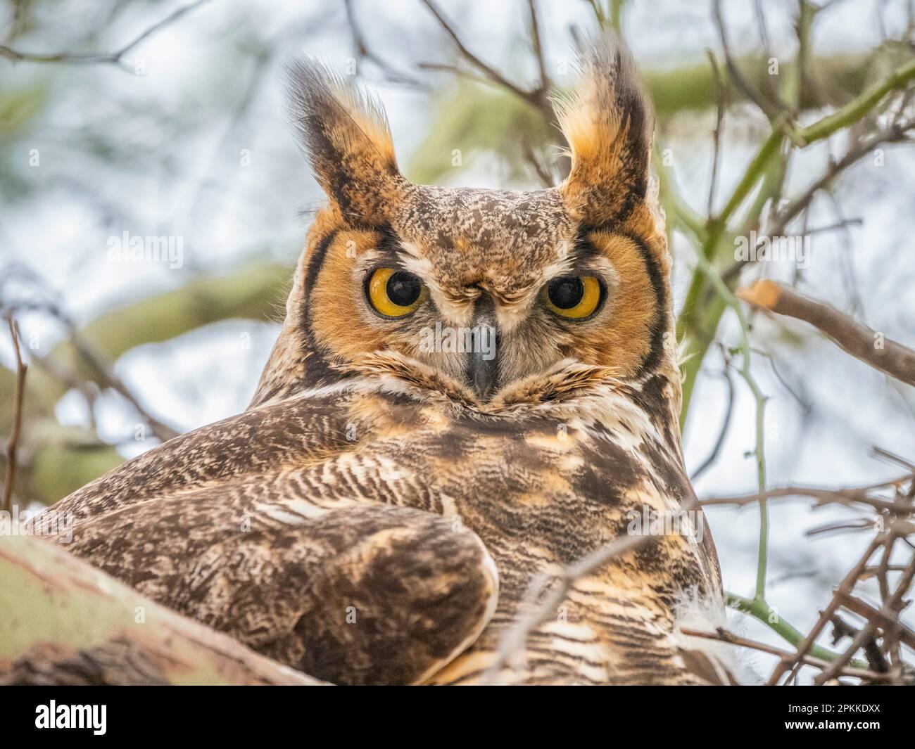 An adult great horned owl (Bubo virginianus), sitting on the nest in ...
