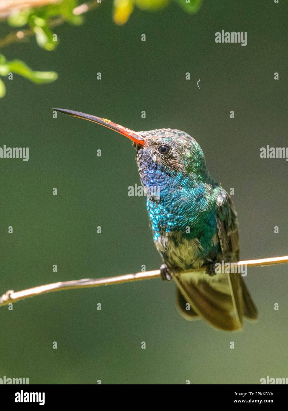 An adult male broad-billed hummingbird (Cynanthus latirostris magicus ...