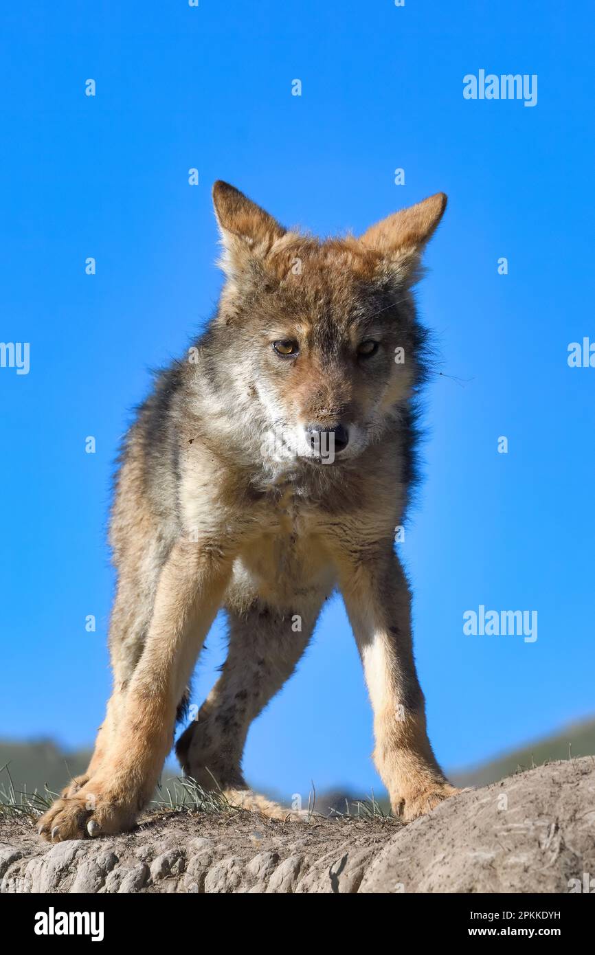 Young grey wolf, Kol Suu Lake, Naryn Province, Kyrgyzstan, Central Asia ...