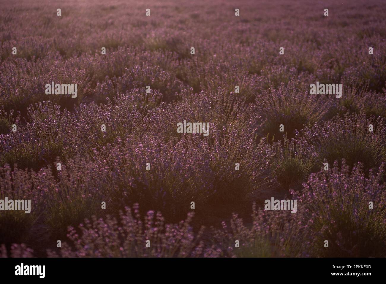 Beautiful purple lavender field at sunset. Bushes grow in even rows ...