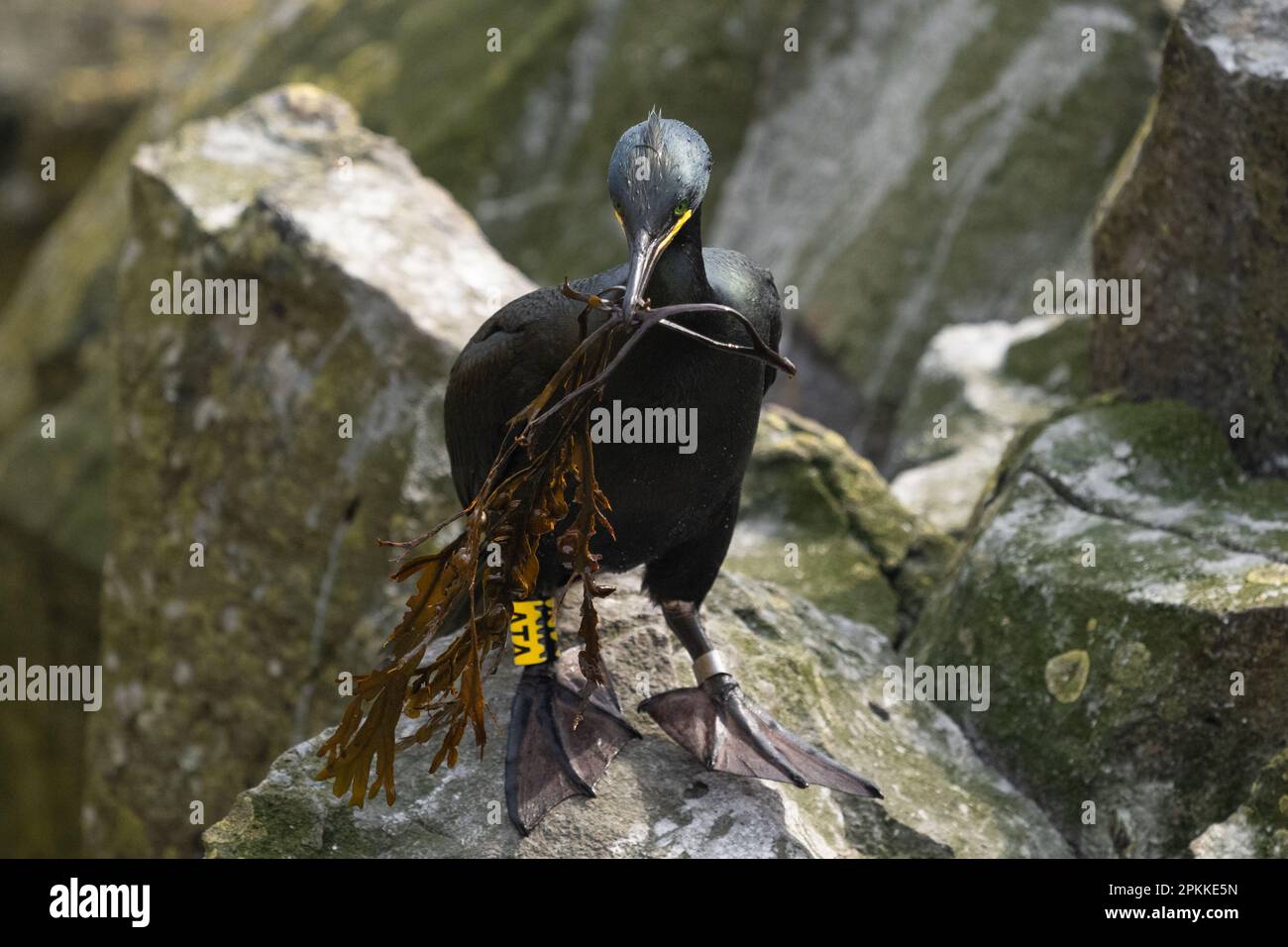European Shag (Phalacrocorax aristotelis) walking towards its nest ...