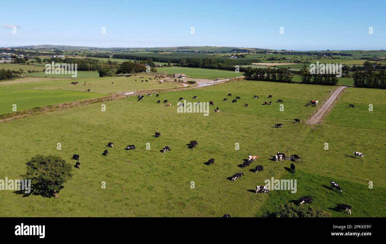 Picturesque fields under a blue sky on a sunny summer day. Animals in the pasture. Agricultural ...