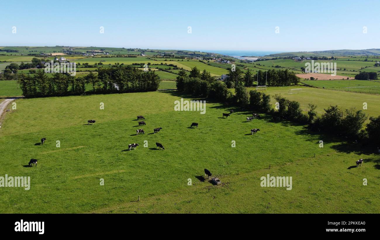 Picturesque fields, sunny summer day. Animals in the pasture ...