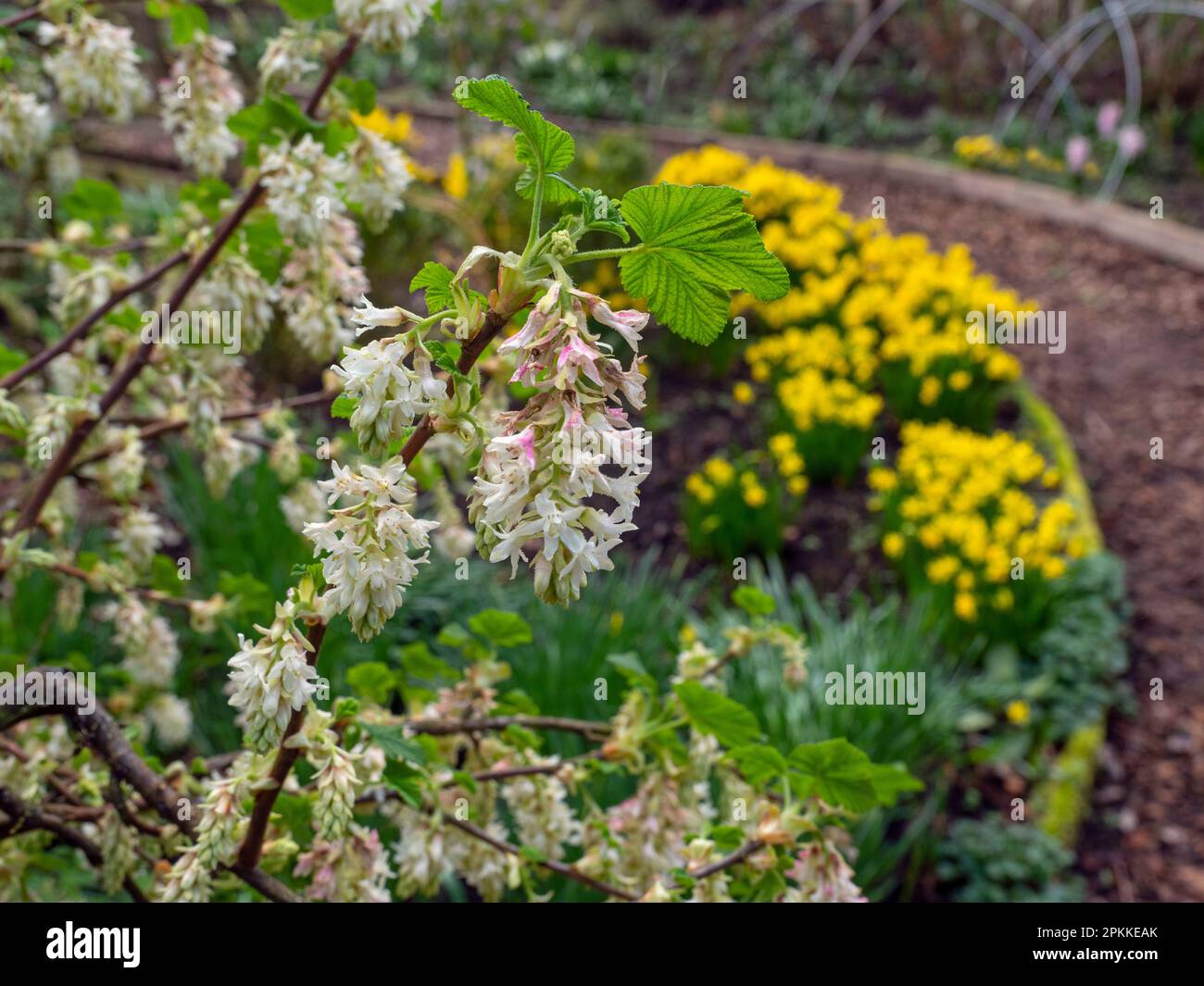 Ribes sanguineum elkingtons white hi-res stock photography and images ...