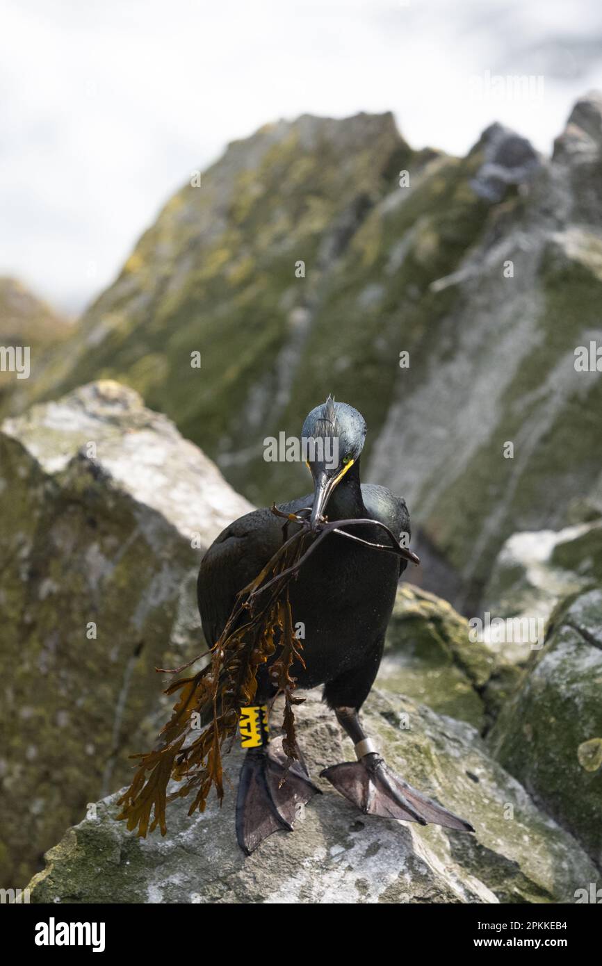 European shag seaweed hi-res stock photography and images - Alamy