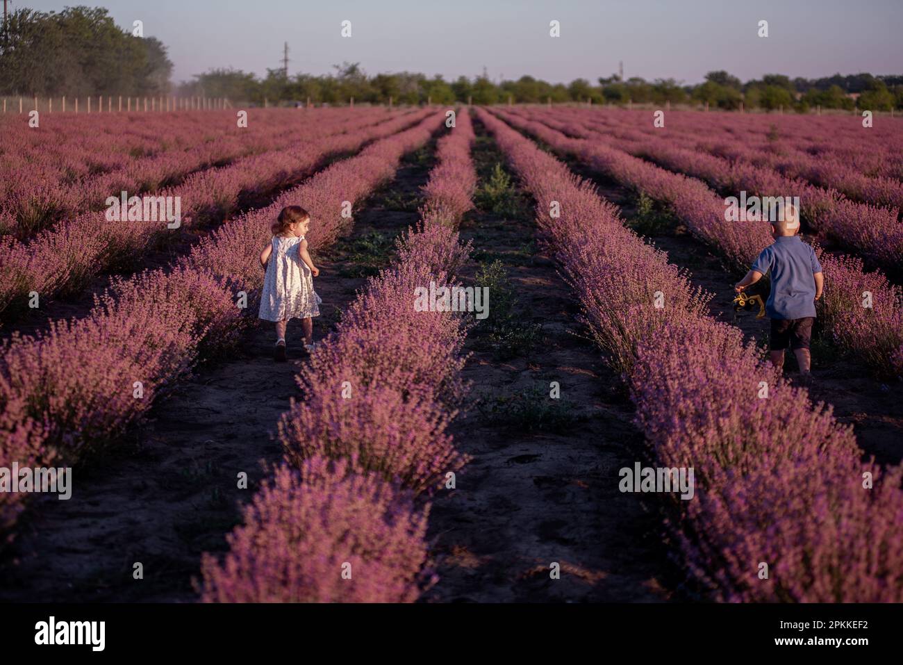 Playful cute boy girl are playing in rows of lavender purple field at ...