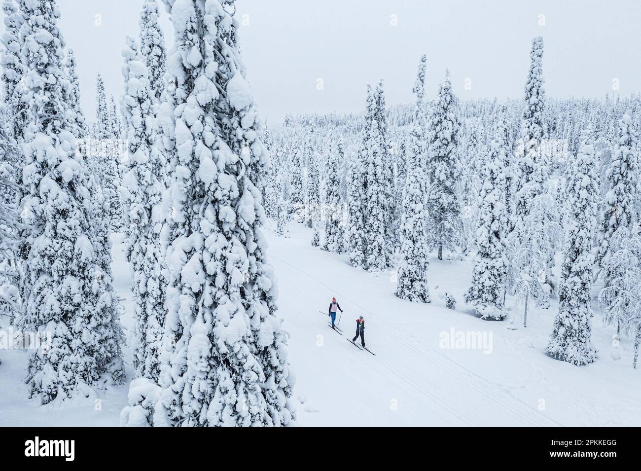 Two people cross country skiing in the snowy forest, aerial view ...