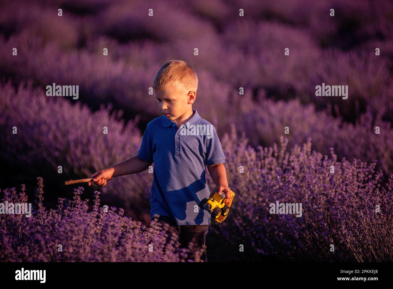 Little boy in blue polo play among the rows of purple lavender in field ...