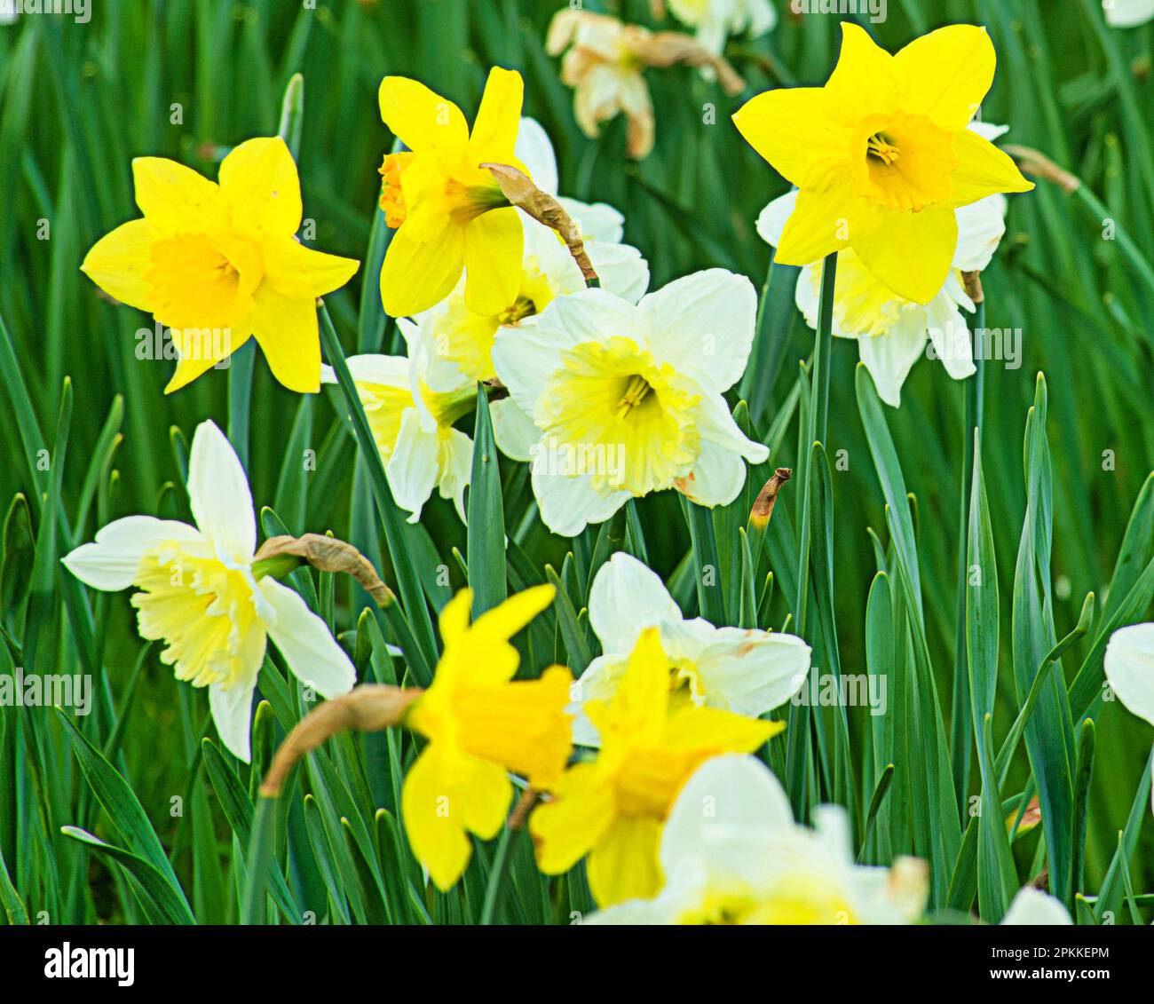 Glasgow, Scotland, UK 8th April, 2023. UK Weather: Easter sunshine in ...