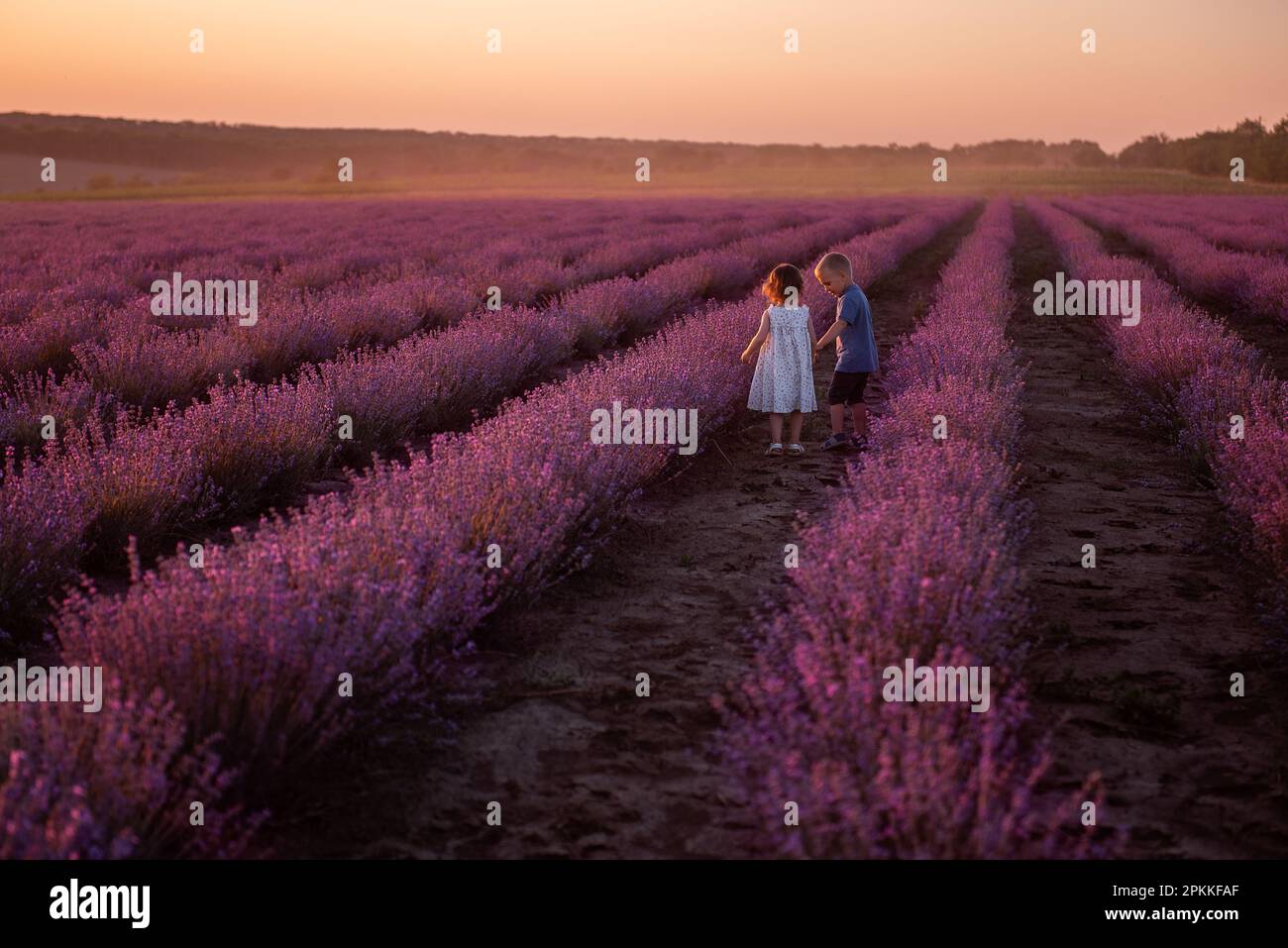 Playful cute boy girl are playing in rows of lavender purple field at ...