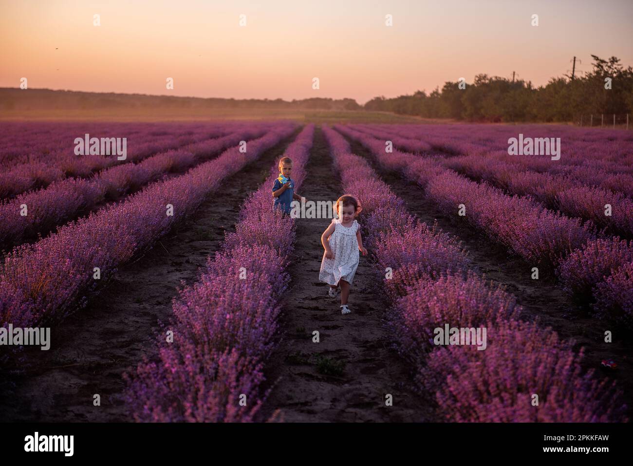 Playful cute boy girl are playing in rows of lavender purple field at ...