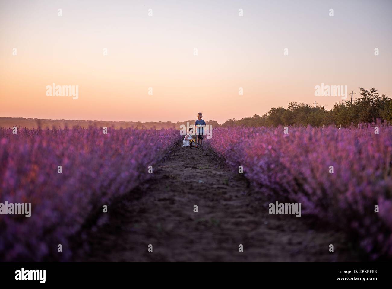 Playful cute boy girl are playing in rows of lavender purple field at ...