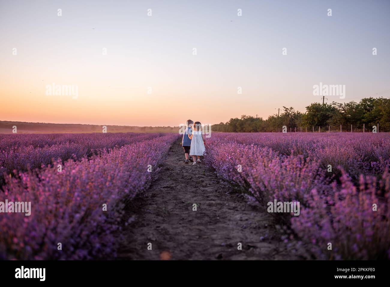Playful cute boy girl are playing in rows of lavender purple field at ...