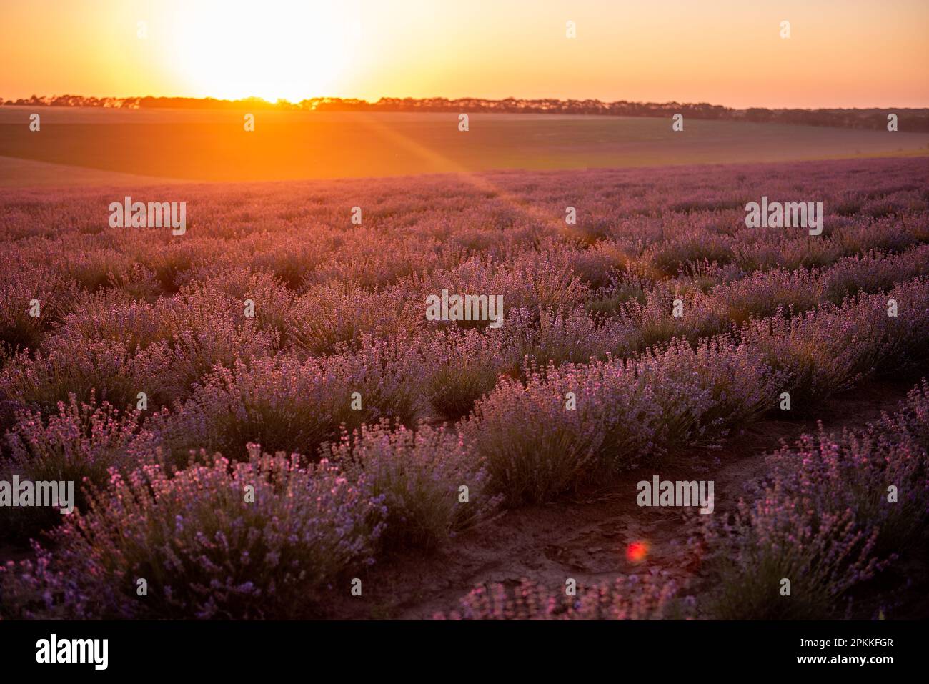 Beautiful purple lavender field at sunset. Bushes grow in even rows ...