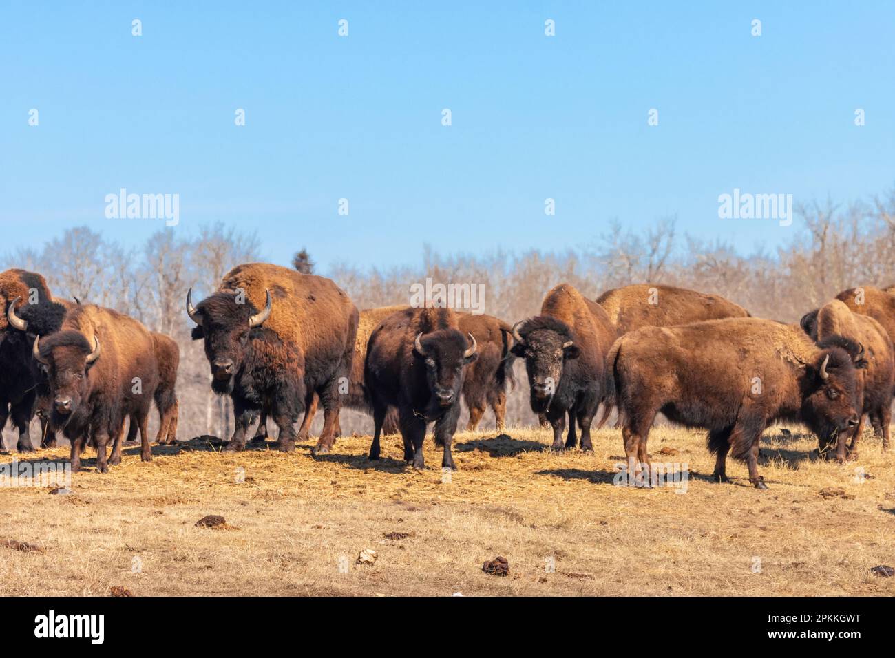 bison at elk island national park in alberta canada Stock Photo - Alamy