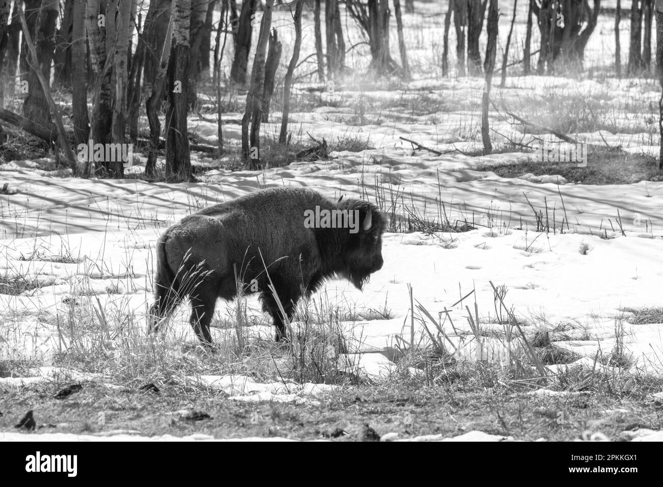 bison at elk island national park in alberta canada Stock Photo - Alamy