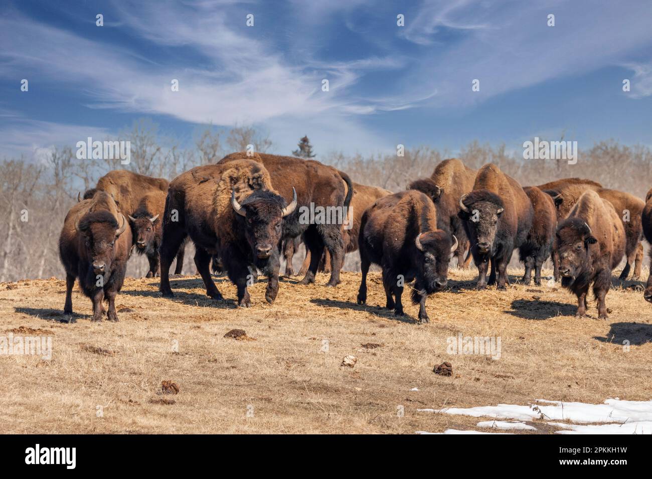 Canada elk island national park hi-res stock photography and images - Alamy