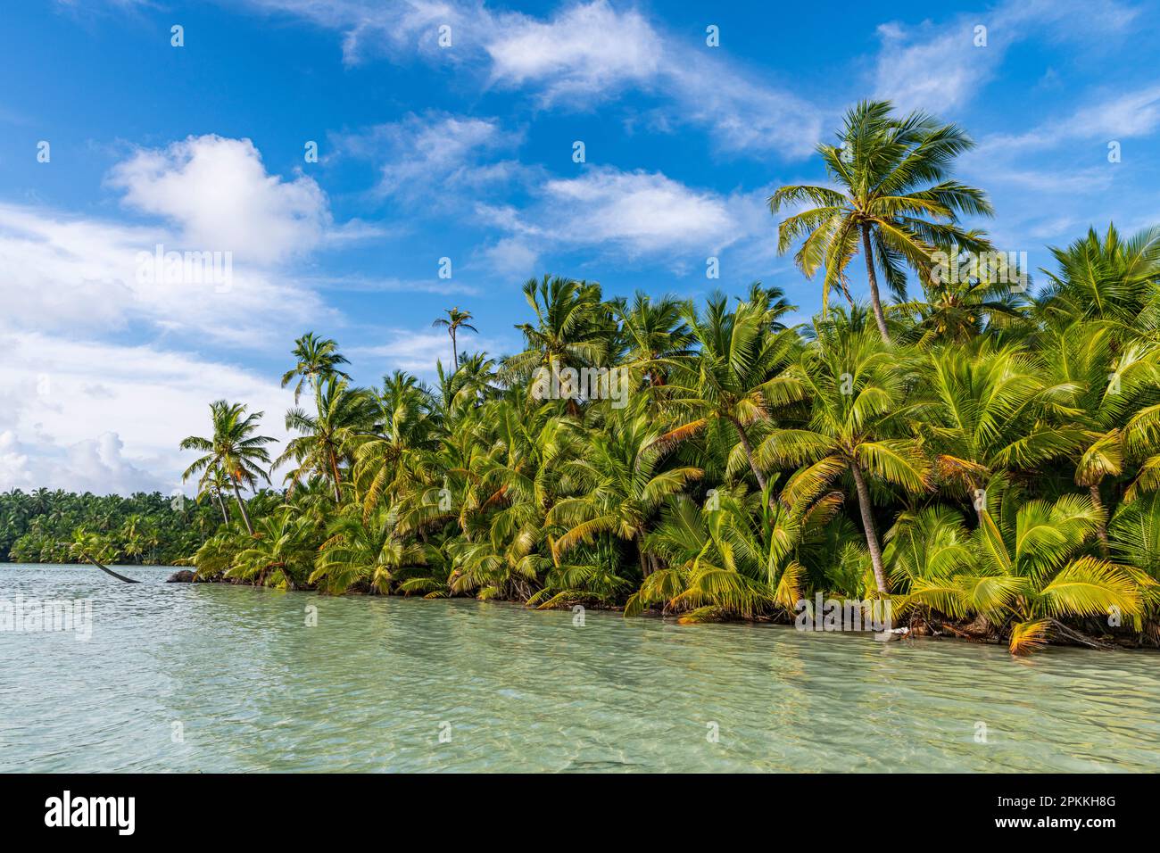 Palm tree grove right at the lagoon, Cocos (Keeling) Islands ...
