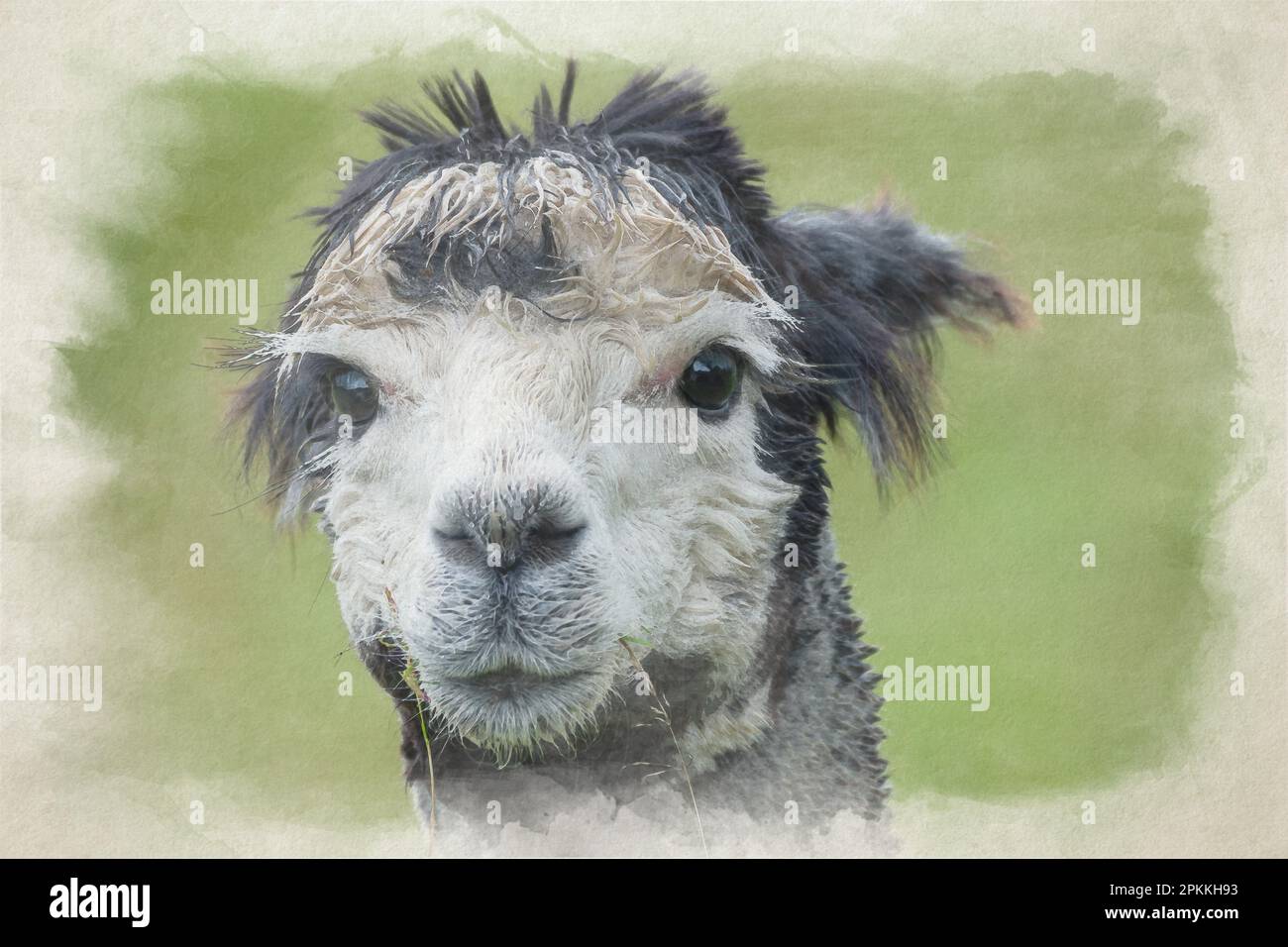 Digital watercolour painting of a closeup portrait headshot of an ...