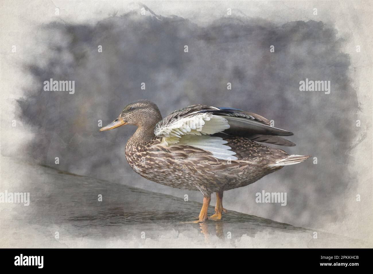 A digital watercolour painting of a female mallard dabbling duck, anas ...