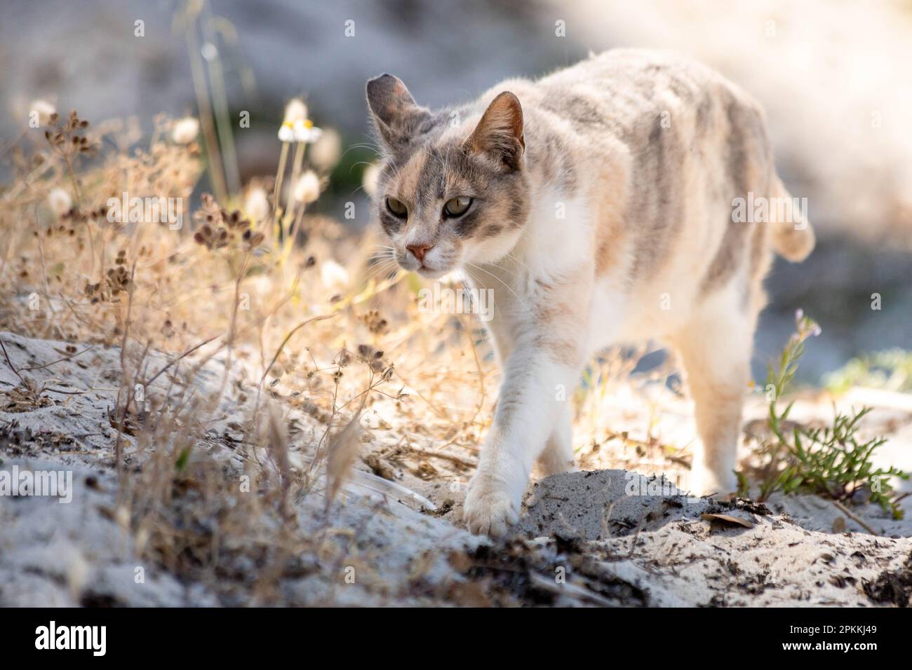 Stray calico cat standing outdoors on the Greek island Thasos Stock ...