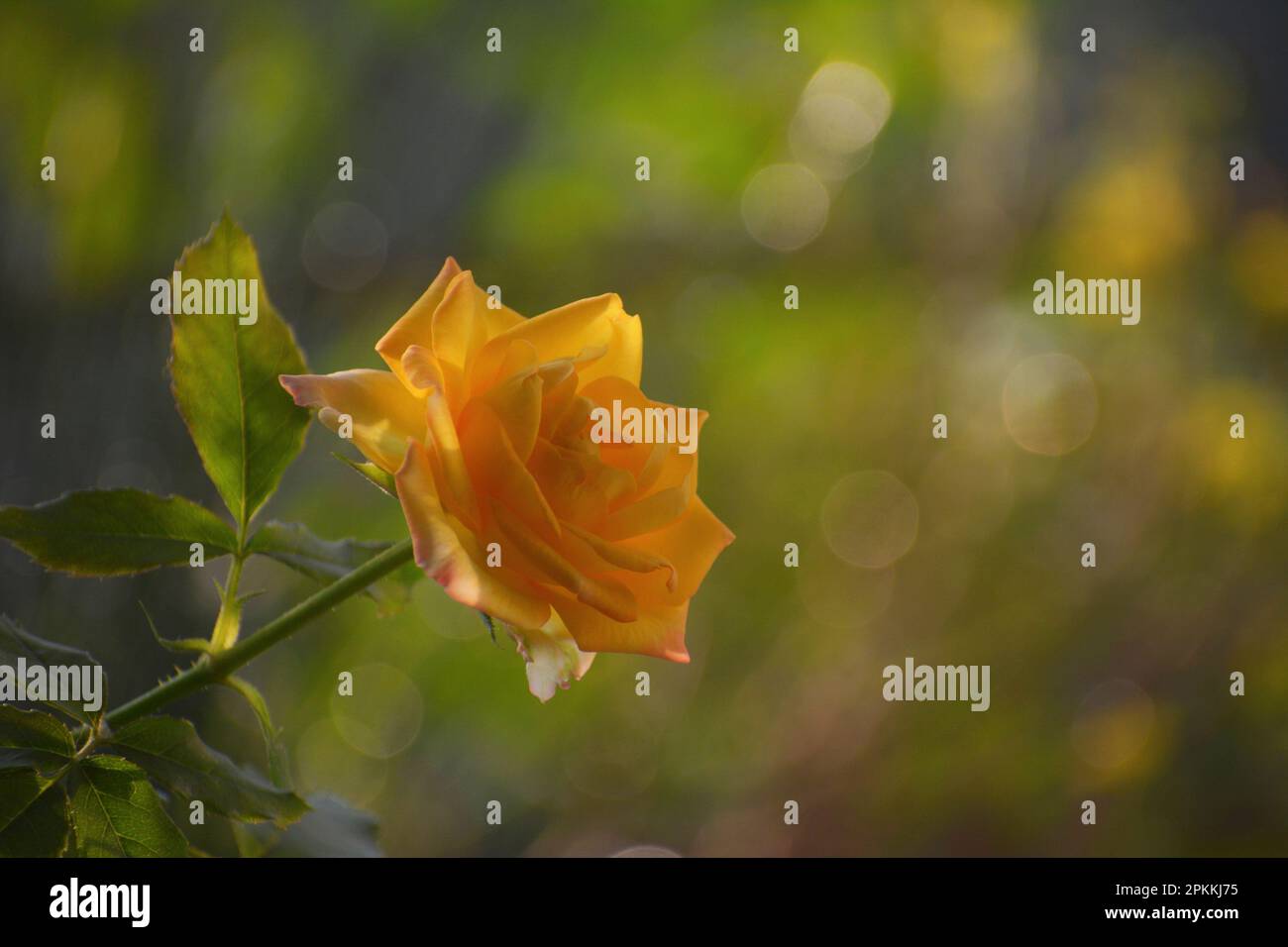 Yellow rose photography Stock Photo - Alamy