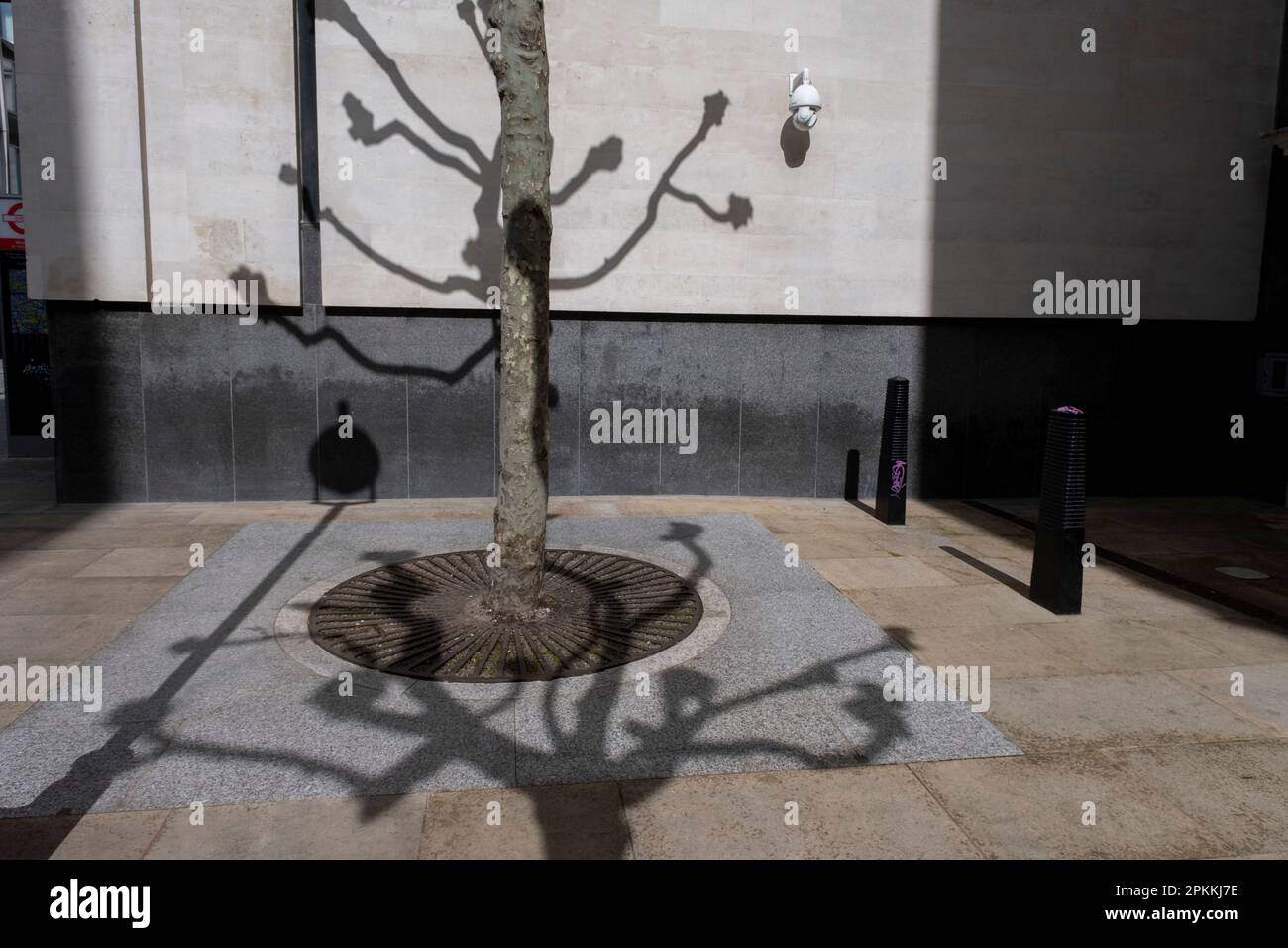 Annual pollarding hi-res stock photography and images - Alamy