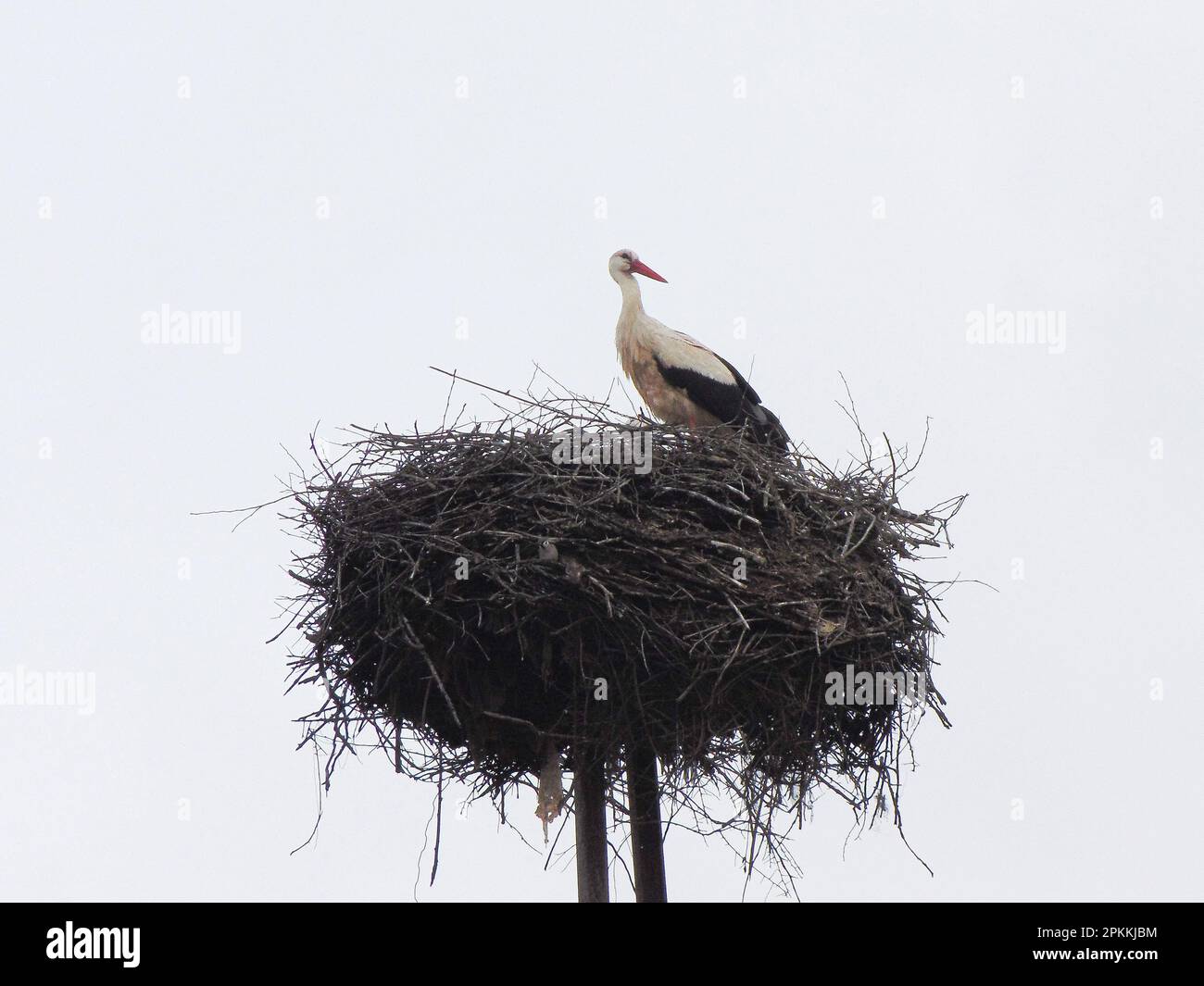 Stork in the nest in spring - in Maramures, Romania Stock Photo - Alamy