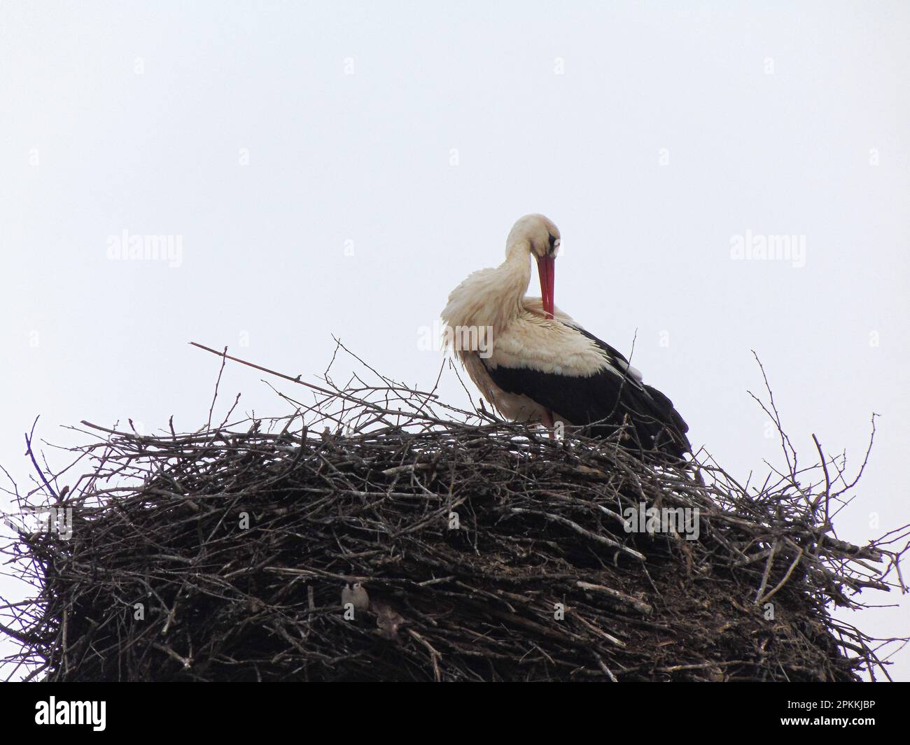Stork in the nest in spring - in Maramures, Romania Stock Photo - Alamy