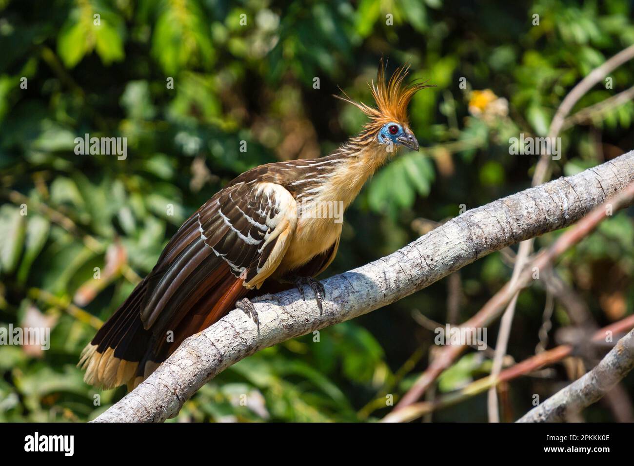 Hoatzin (Opisthocomus hoazin), Lake Sandoval, Tambopata National ...