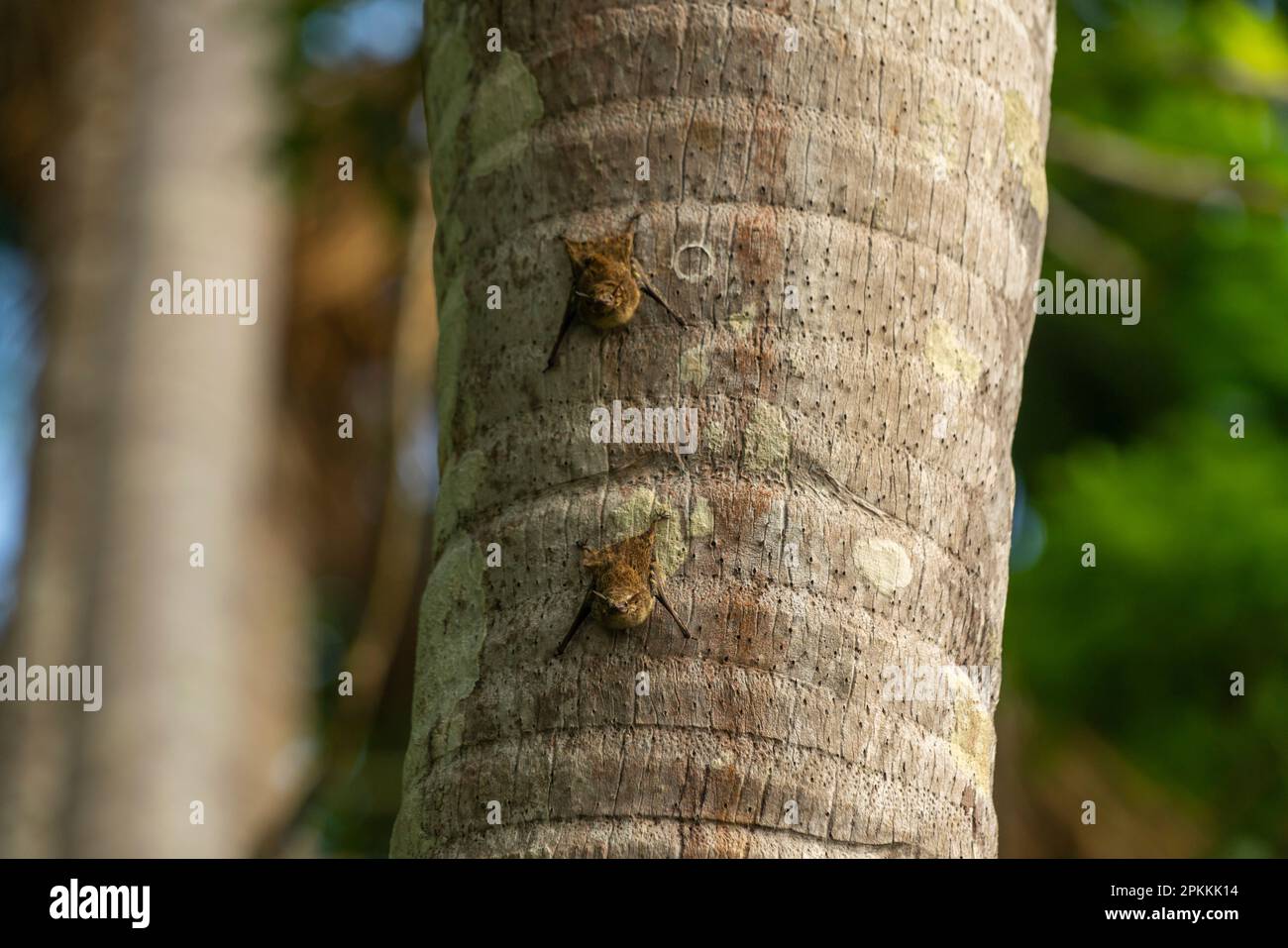 Proboscis bats (Rhynchonycteris Naso) on a tree, Lake Sandoval ...