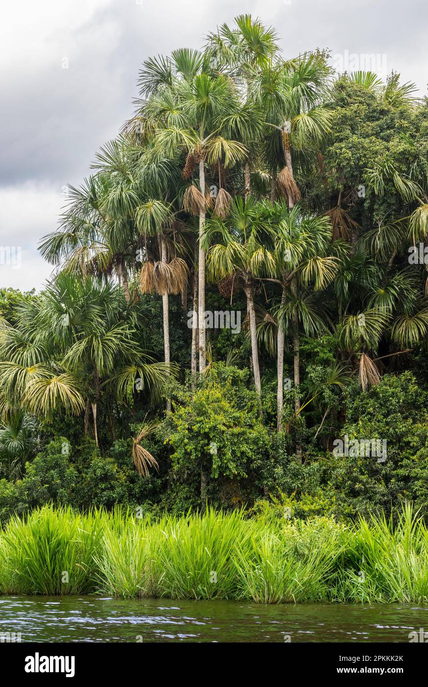 Aguaje palms by Lake Sandoval, Tambopata National Reserve, Puerto ...