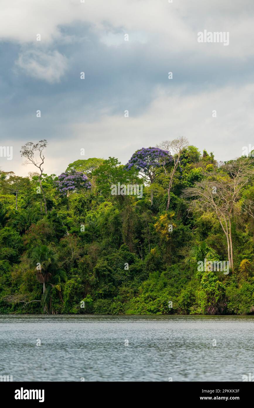 Trees in bloom, Lake Sandoval, Tambopata, Puerto Maldonado, Madre de ...
