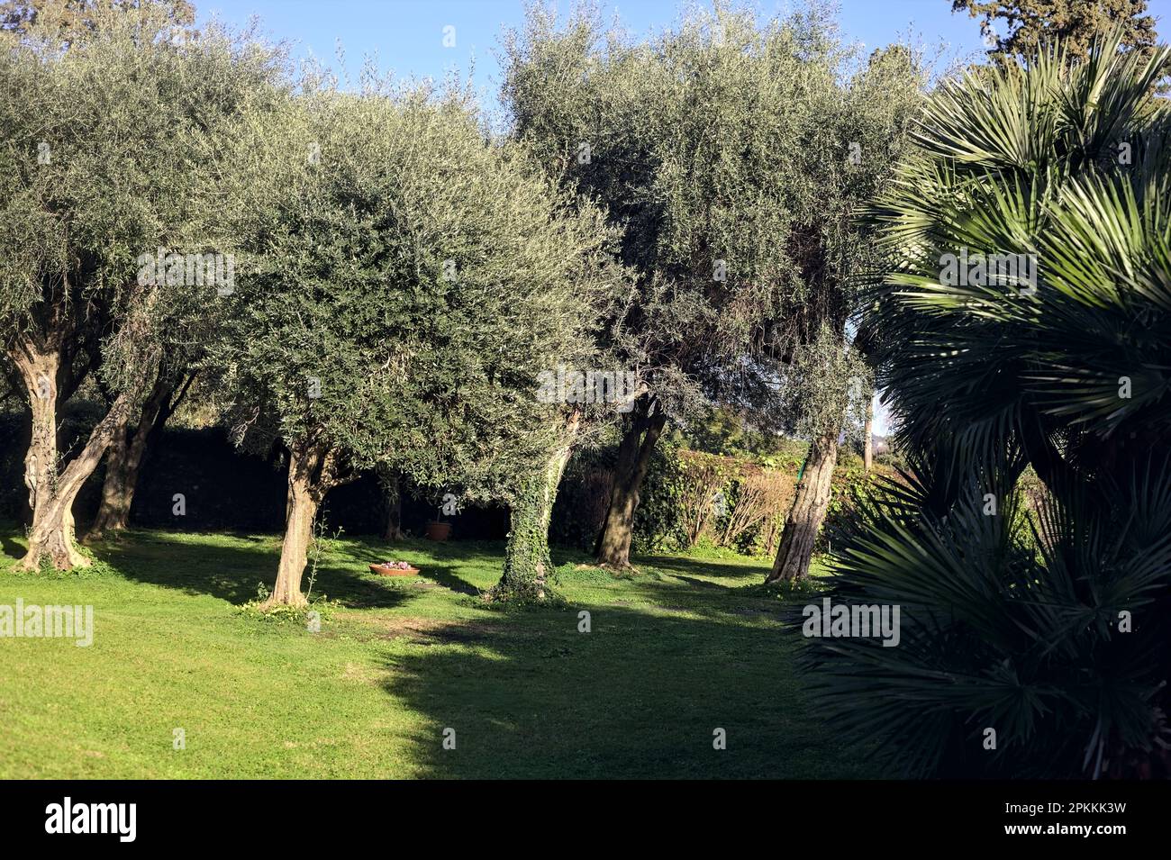 Olive trees in a garden hi-res stock photography and images - Alamy