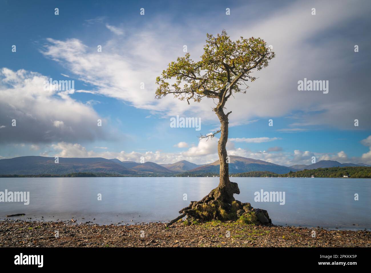 Tree, Milarrochy Bay, Loch Lomond and Trossachs National Park, Scotland ...