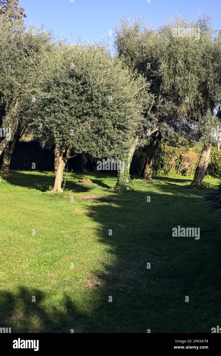 Olive trees in a garden hi-res stock photography and images - Alamy