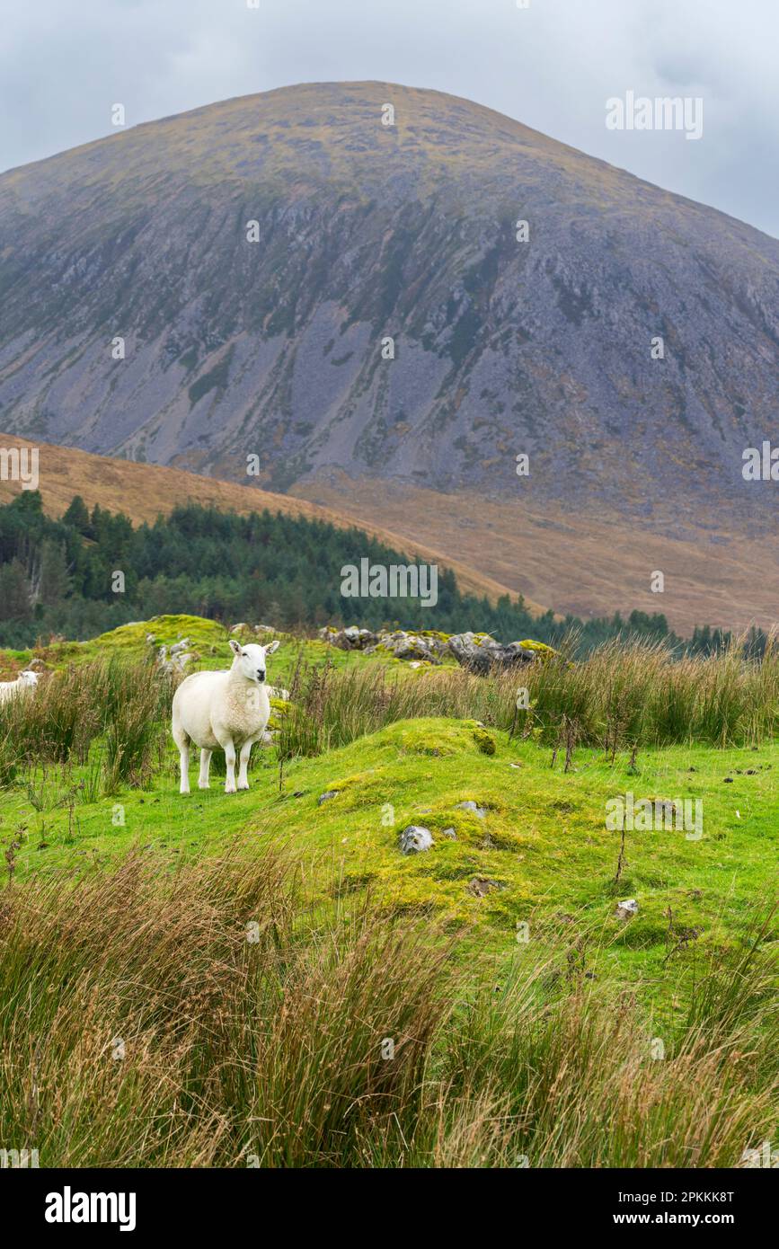 Sheep against mountain, near Torrin, Isle of Skye, Inner Hebrides ...