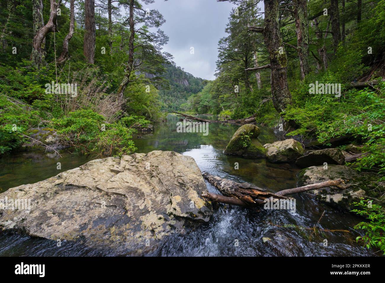 Stream running through forest, Huerquehue National Park, Pucon, Chile ...