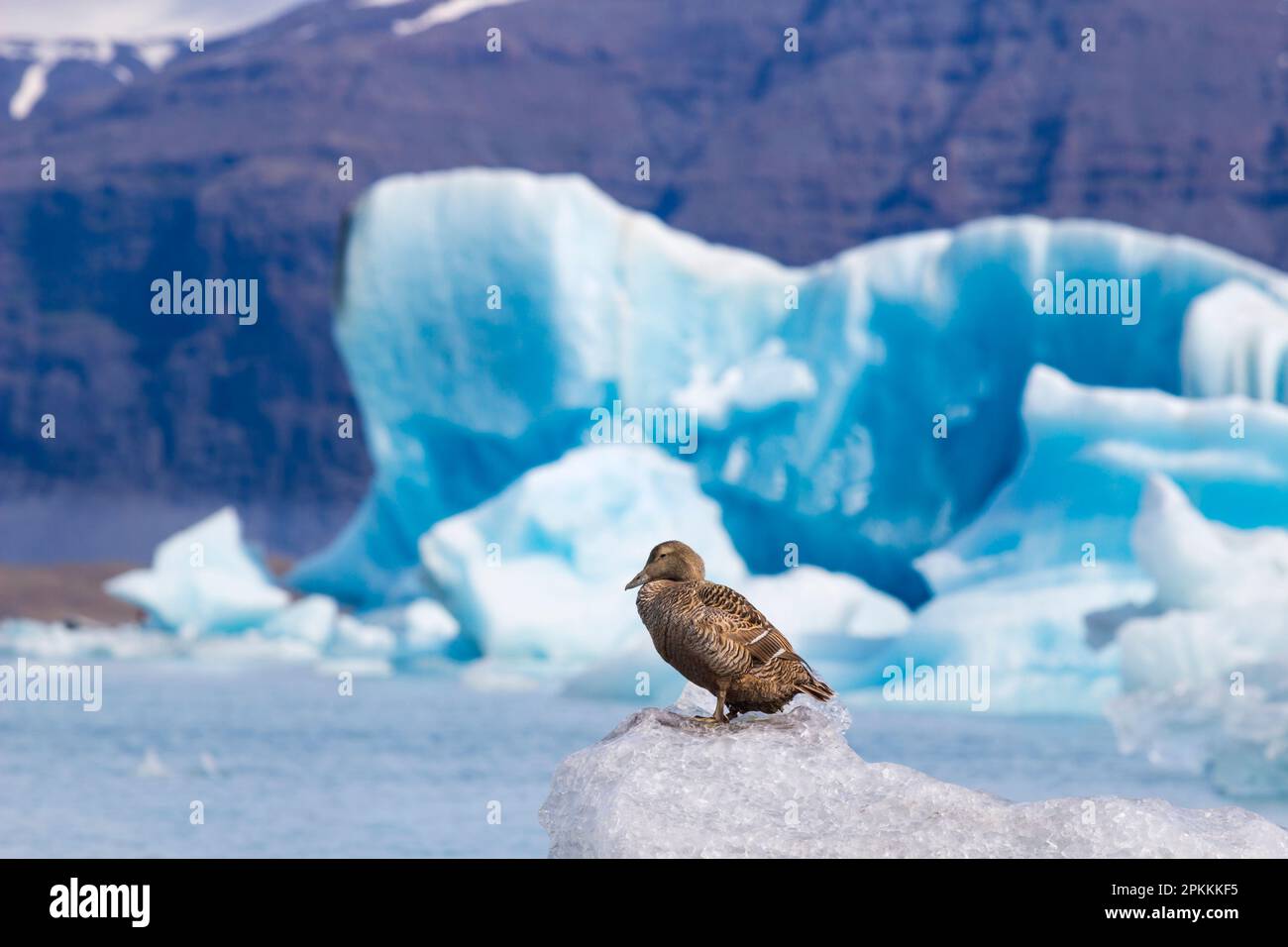 Duck sitting on ice at Jokulsarlon glacier lagoon, Iceland, Polar ...