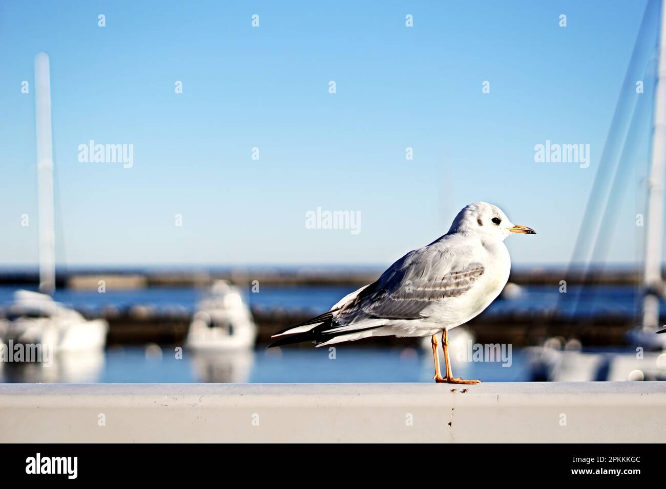 Japanese gull at yacht harbour Stock Photo - Alamy