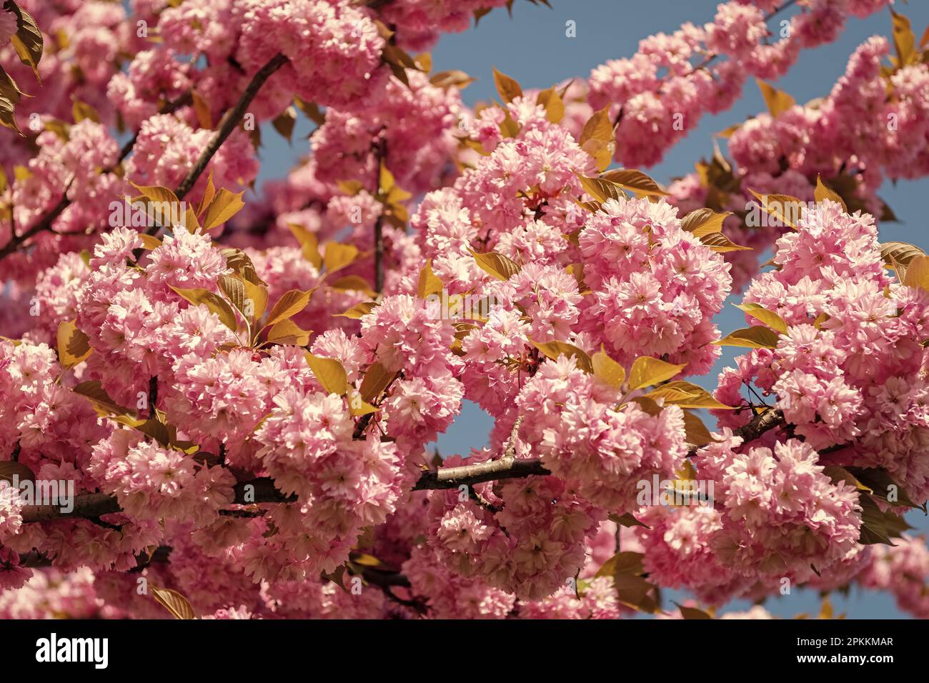 pink sakura flower on blooming spring tree. japanese cherry Stock Photo ...