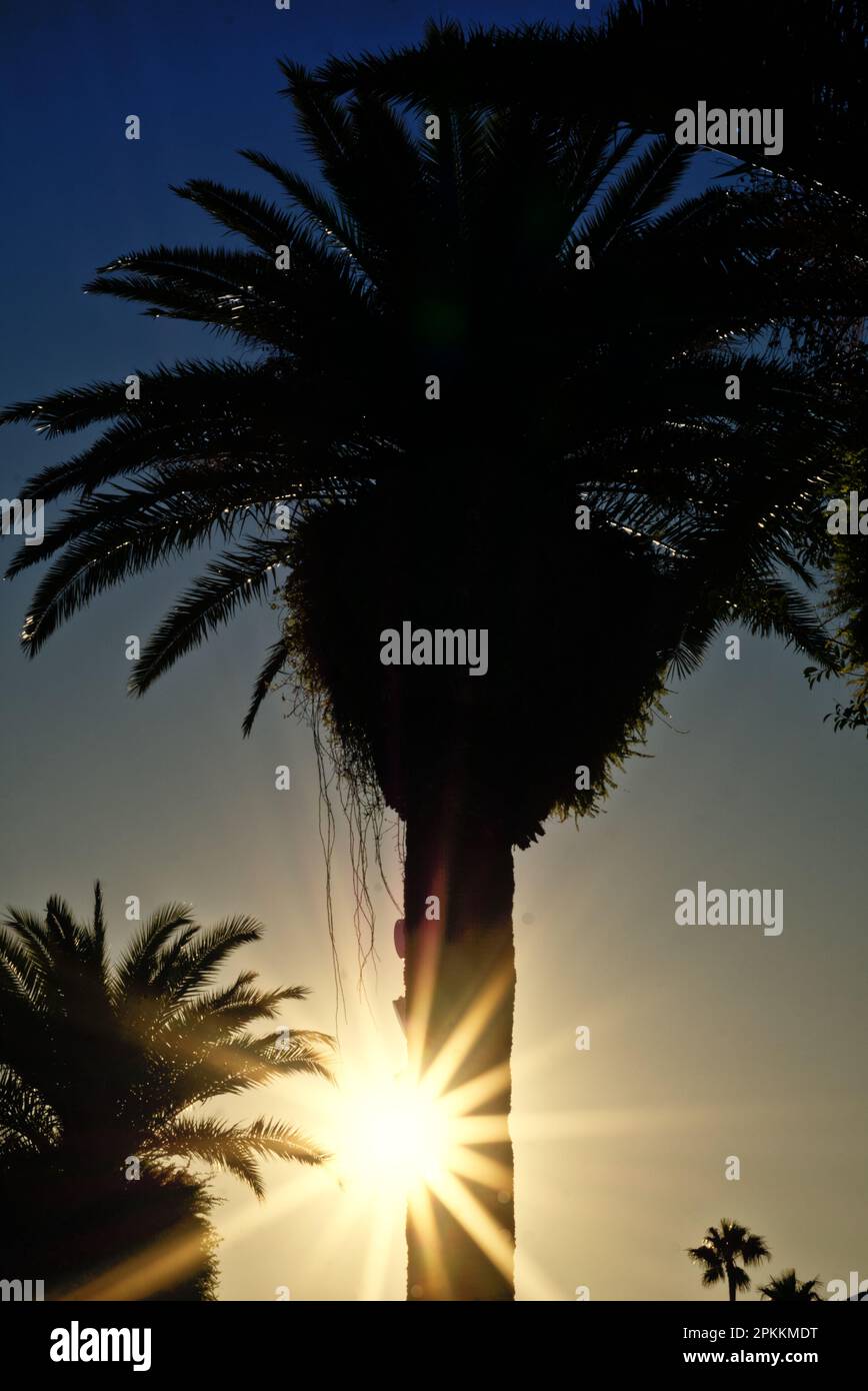 Meer strand palm sonnenuntergang hi-res stock photography and images ...