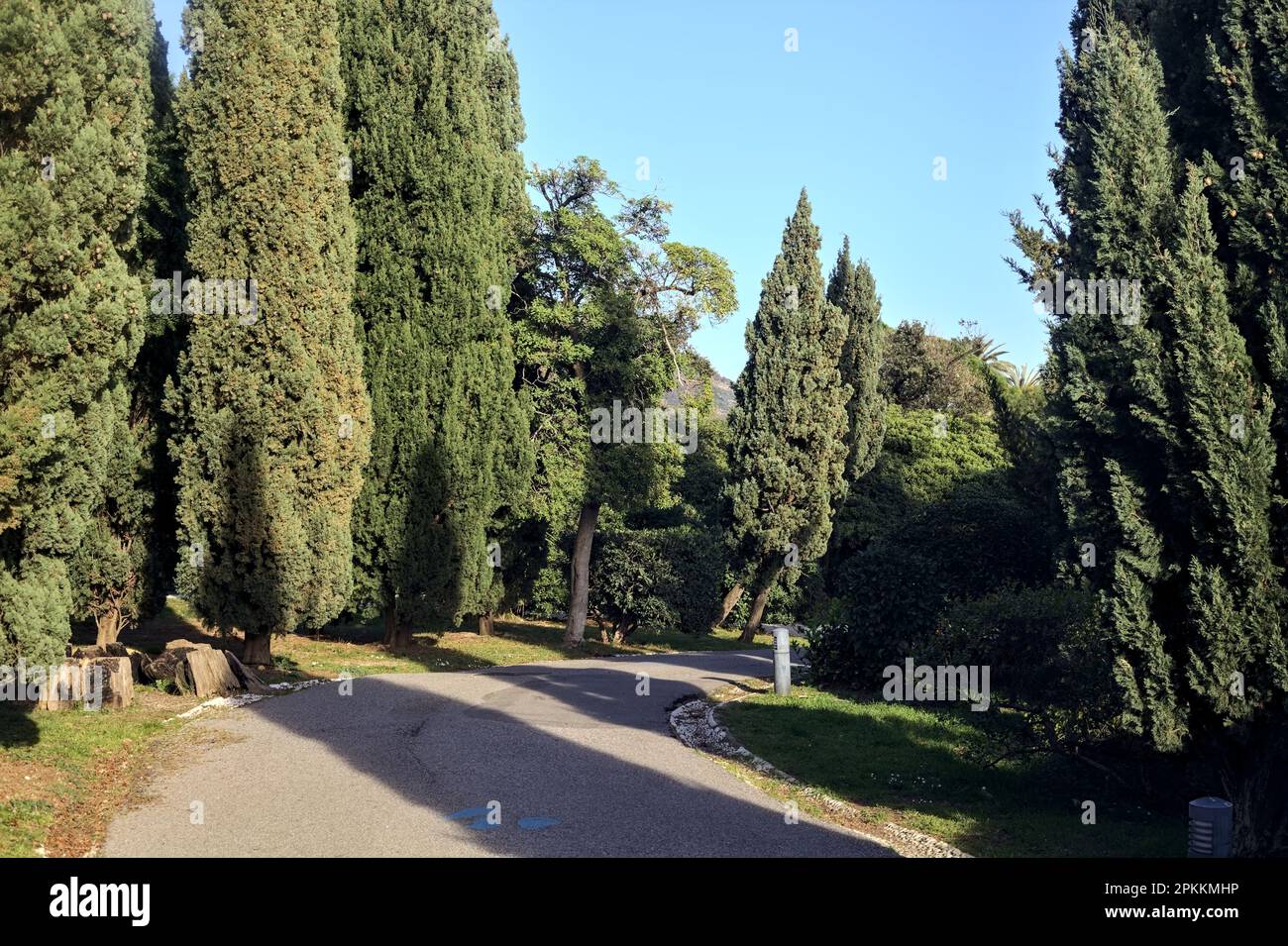 Paved path bordered by trees and hedges at sunset Stock Photo - Alamy