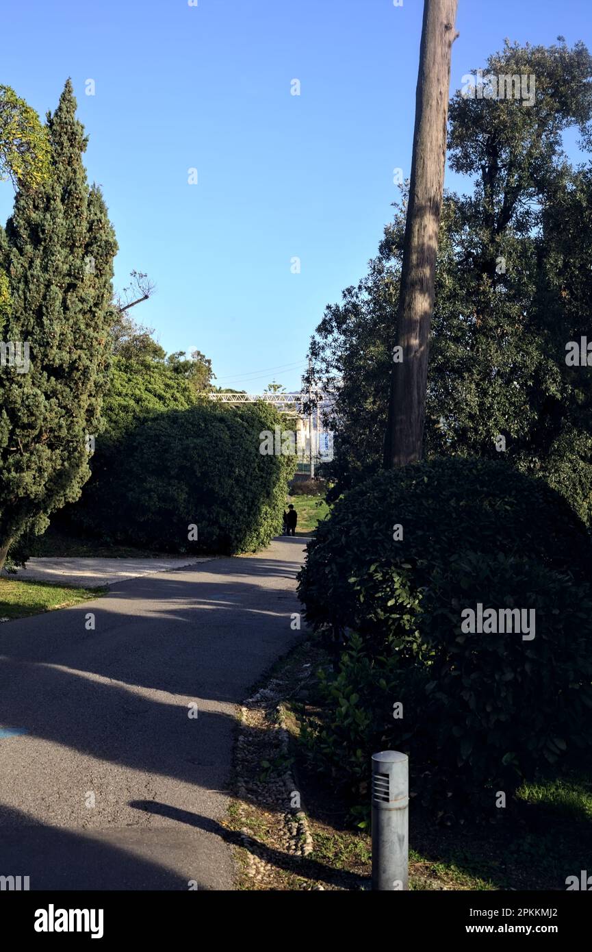 Paved path bordered by trees and hedges at sunset Stock Photo - Alamy