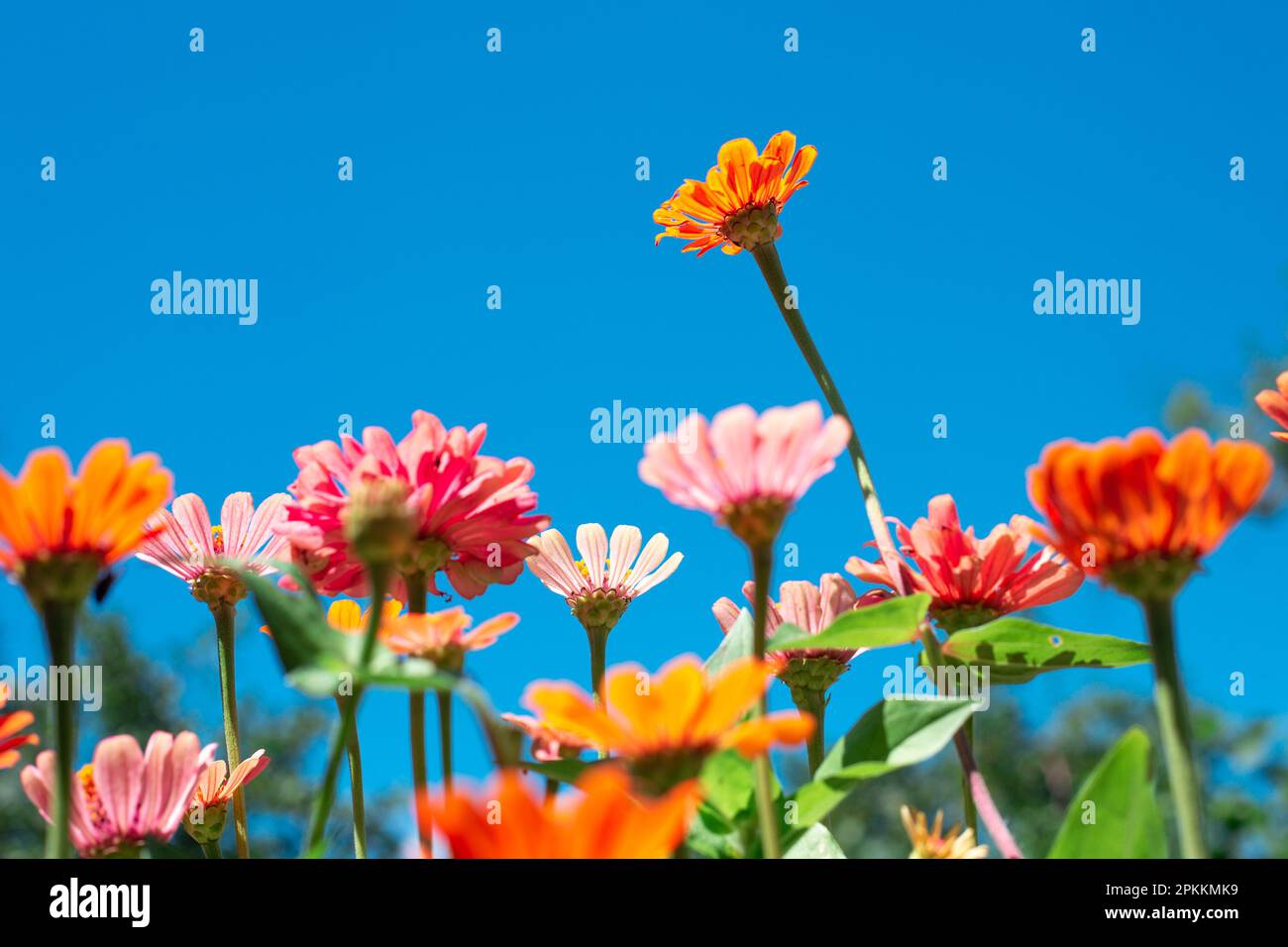 Low Angle Shot Of Flower