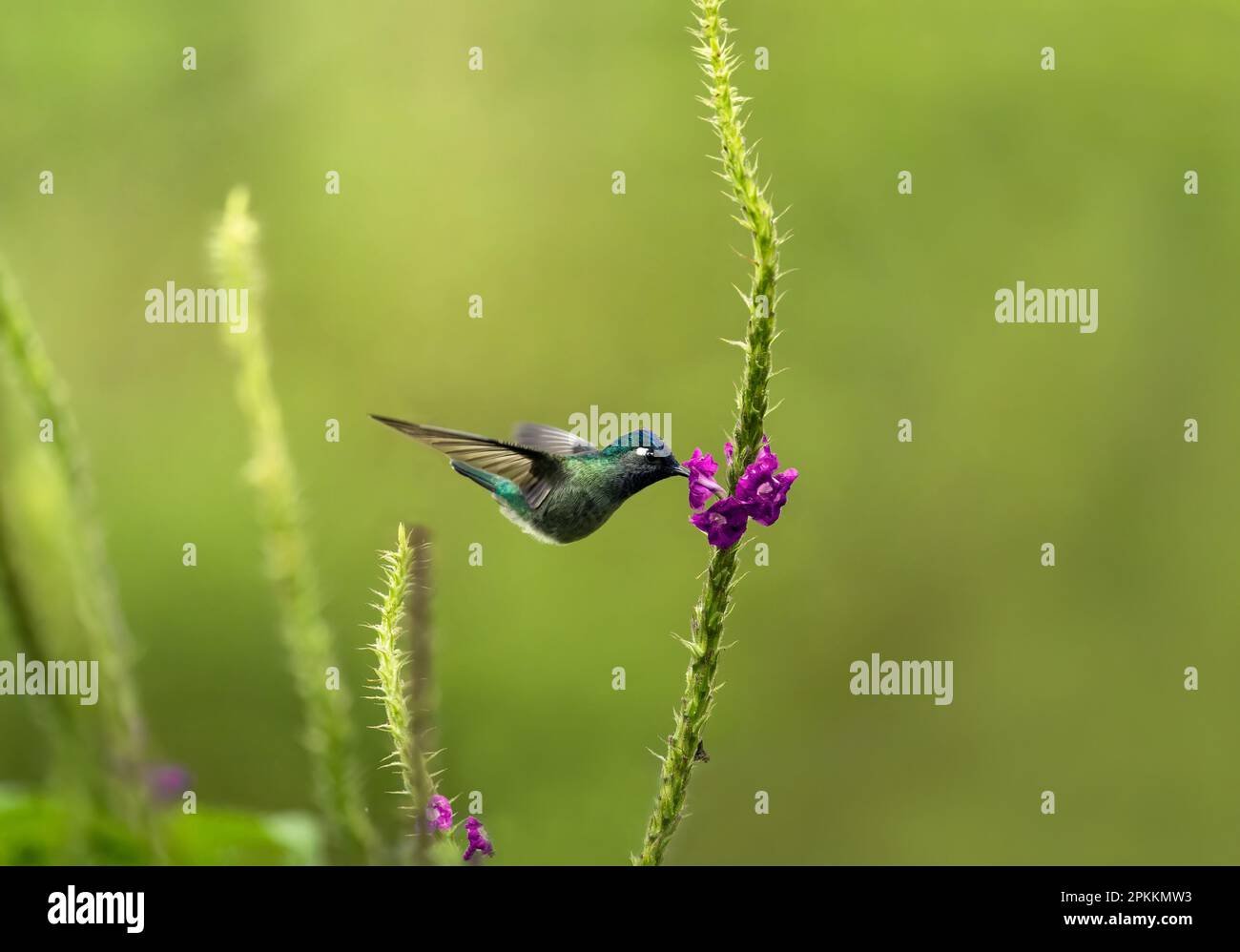 Hummingbird feeds from a rainforest flower, Costa Rica, Central America ...