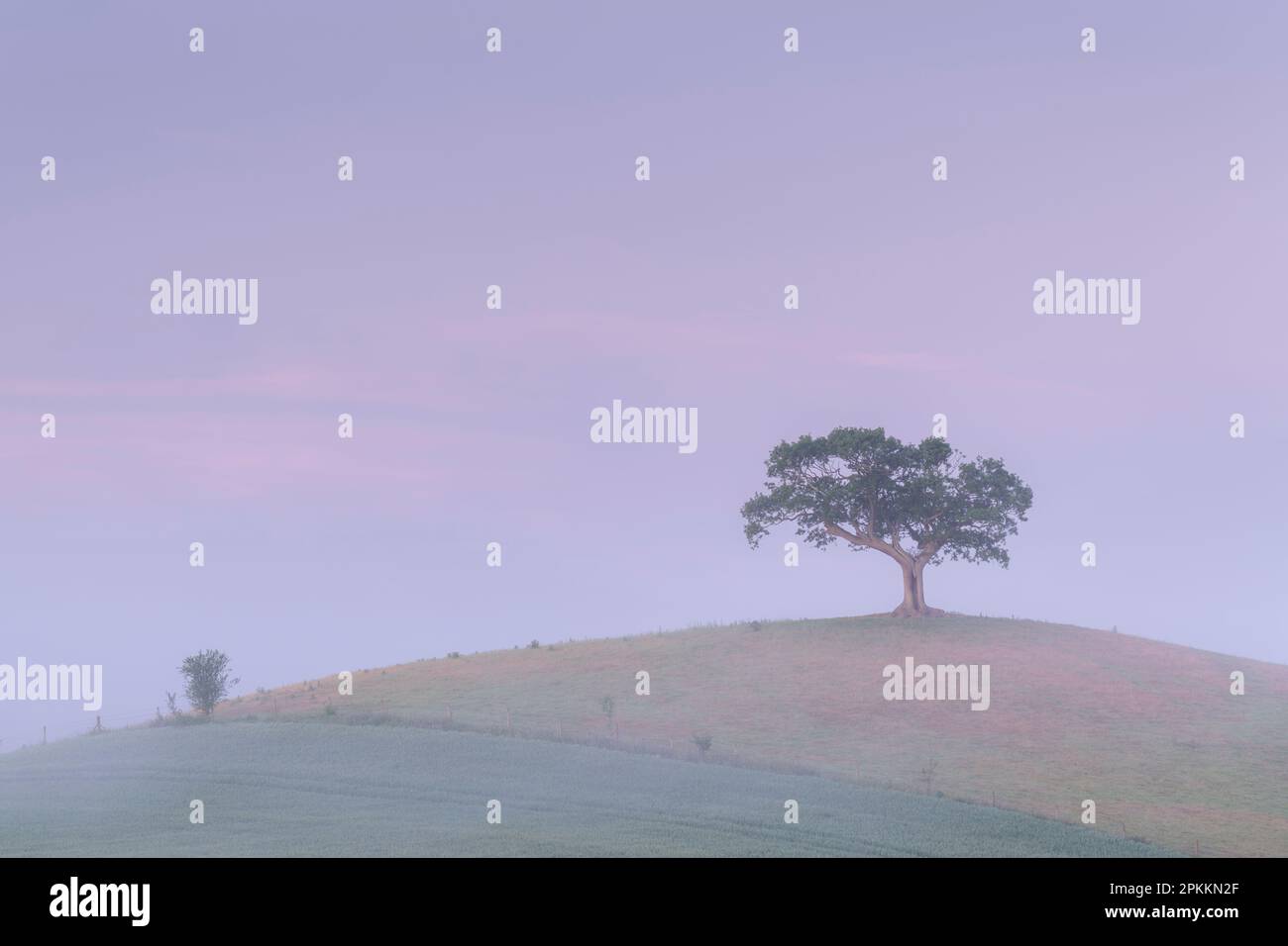 Lone tree on a hill top on a misty pink dawn in spring, Devon, England ...