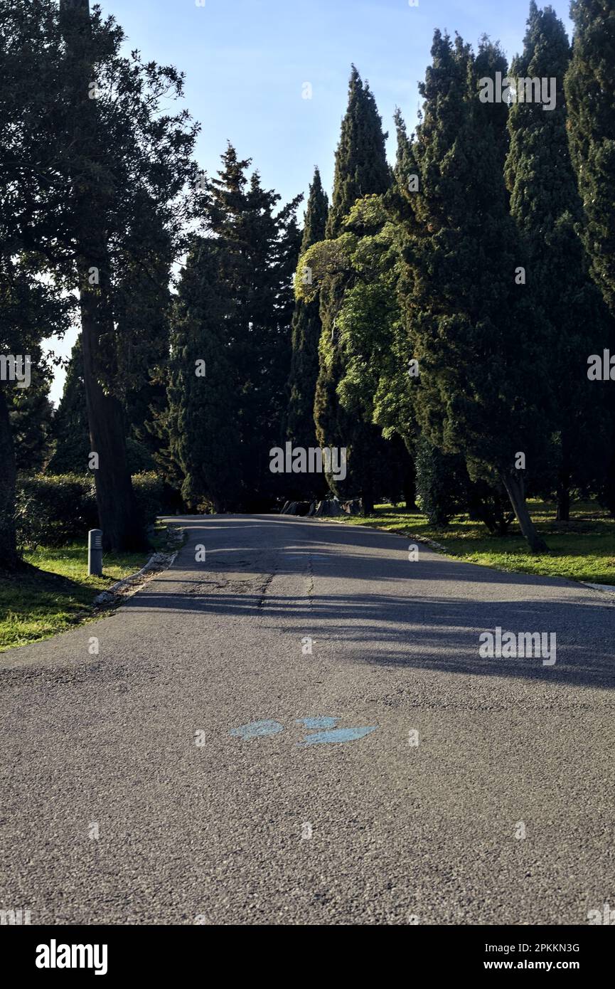 Paved path bordered by trees and hedges at sunset Stock Photo - Alamy
